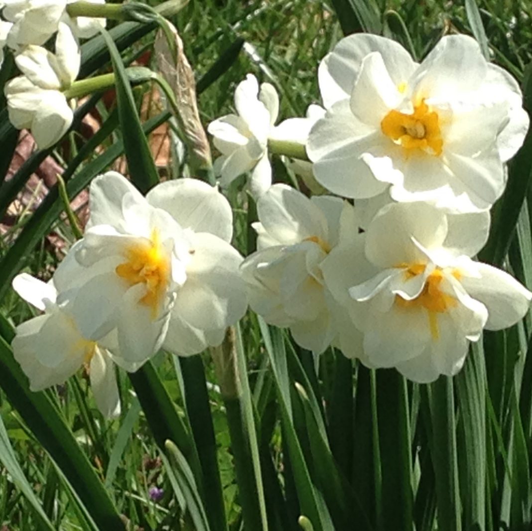 Arboretum History – Nordgren Web Works